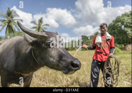 Man with water buffalo in the ricefields, Port Barton, Philippines ...