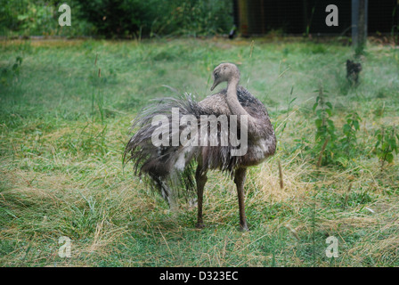 An exotic Darwin bird grooming its feathers at Edinburgh zoo in an open ...