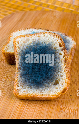 Mold on food moldy pepperoni. Macro moldy food. Mold close up Stock ...