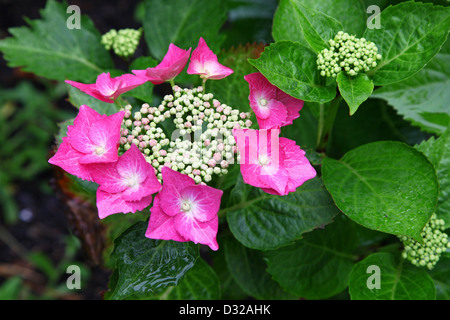 Mophead Hydrangea (H. macrophylla Stock Photo: 72828186 - Alamy