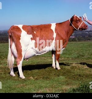 Ayrshire Cattle, British cows; dairy breed with red brown & white skin ...