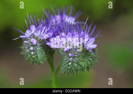 Blue flower of Echium “Dwarf Blue Bedder” Vipers Bugloss Stock Photo ...