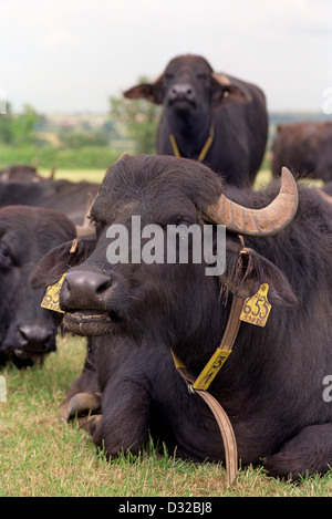 Buffalo lying in the water on the background of big flocks of flamingos ...