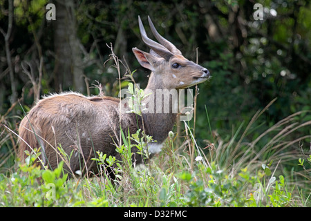 Bushbuck ram in the bush in South Africa Stock Photo - Alamy