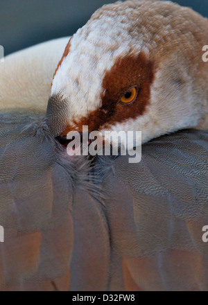 Egyptian goose wild in London Zoo Stock Photo - Alamy