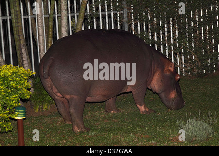 Hippopotamus grazing at night in garden in St. Lucia Stock Photo - Alamy