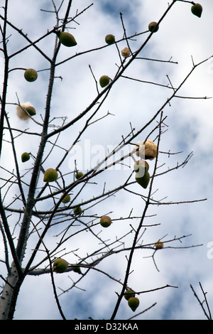 Oaxaca, Mexico - A pochote tree (Pachira quinata Stock Photo - Alamy