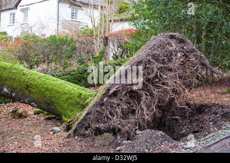 tree blown over in hurricane of 1987 has sprouted new vertical tree ...