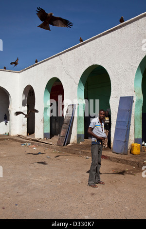Man feeding Buzzards, Jugol (Old Town) Harar, Ethiopia Stock Photo - Alamy