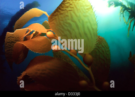 giant kelp, Macrocystis pyrifera, fronds, or leaf-like blades, and ...