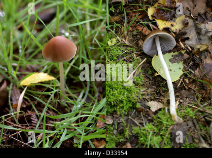Red-edge Brittlestem, Psathyrella corrugis, Psathyrellaceae. Syn ...