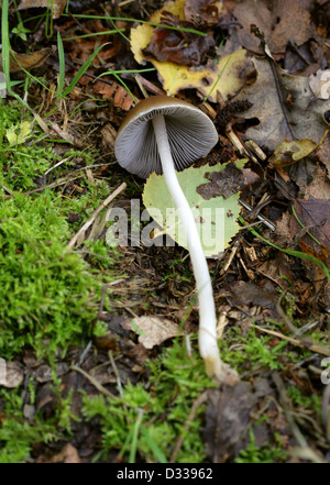 Red-edge Brittlestem, Psathyrella corrugis, Psathyrellaceae. Syn ...