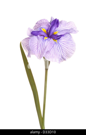 Beautiful iris flower isolated on white Stock Photo - Alamy
