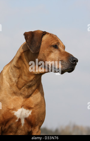 boy with Rhodesian Ridgeback Stock Photo - Alamy