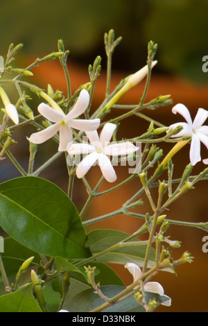 Azores jasmine plant and flowers (Jasminum azoricum) on wooden table ...
