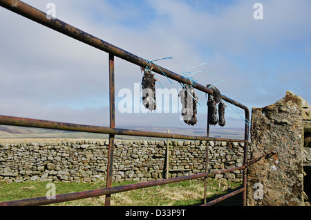 Moles hanging on a mole catchers gibbet, North Yorkshire Stock Photo ...