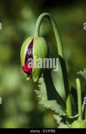 Open bud of red poppy flower in the field. wonderful sunny afternoon ...