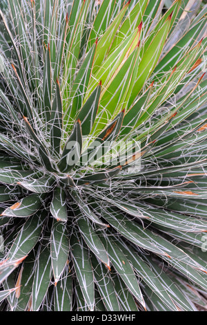 Agave filifera, Agave Stock Photo - Alamy