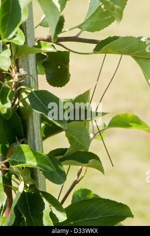 Tying tall spindle apple tree branches to direct growth Stock Photo - Alamy