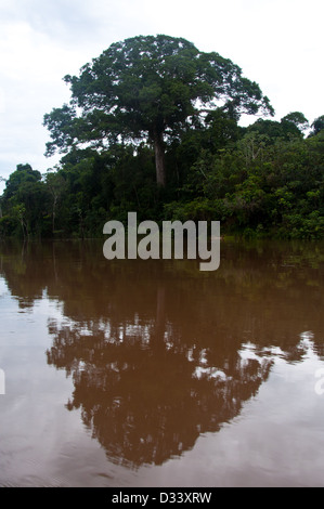 A lupuna (ceiba pentandra), rain forest giant tree, on Rio Galvez ...