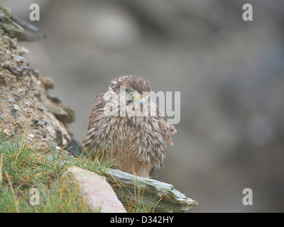 Kestrel sitting on cliff edge Stock Photo - Alamy