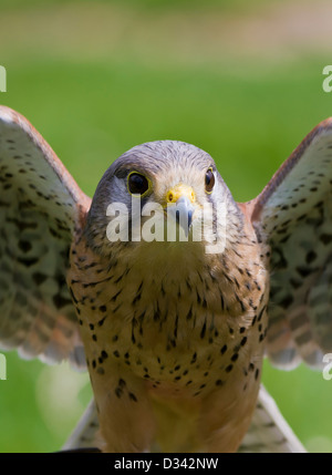 Front view of a common kestrel is a bird of prey species belonging to ...