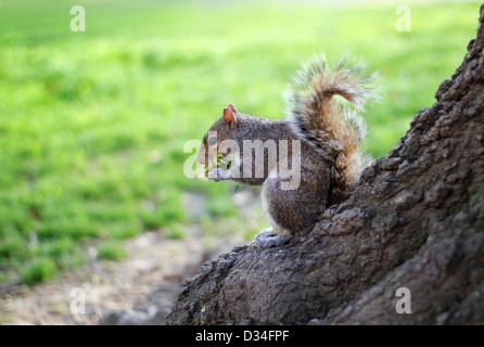 Squirrel eat fruit sitting on a tree. Sri lanka Stock Photo - Alamy