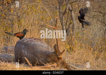 Large-billed Crows and Greater Coucals scavenging on a dead Sambar deer ...