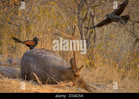 Large-billed Crows and Greater Coucals scavenging on a dead Sambar deer ...
