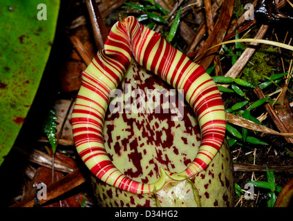 Sabah Borneo - Nepenthes Stock Photo - Alamy
