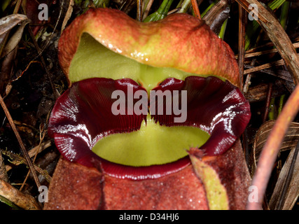 Pitcher plant (Nepenthes rajah ) in wild. Kinabalu National Park, Sabah ...
