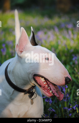 A White English Bull Terrier Stock Photo - Alamy