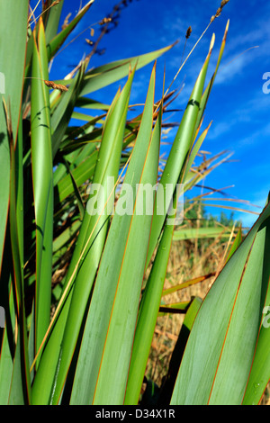 New Zealand flax and native bush with the Tararua mountain ranges in ...