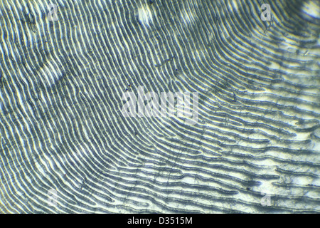 Fish scales under the microscope, background, 40x Stock Photo - Alamy