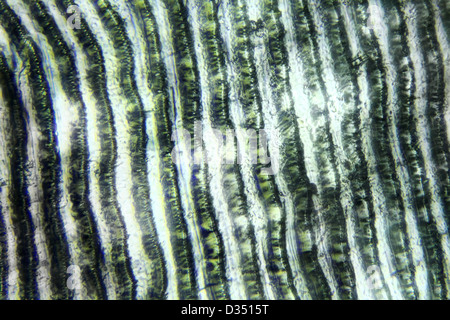 Fish scales under the microscope, background, 40x Stock Photo - Alamy