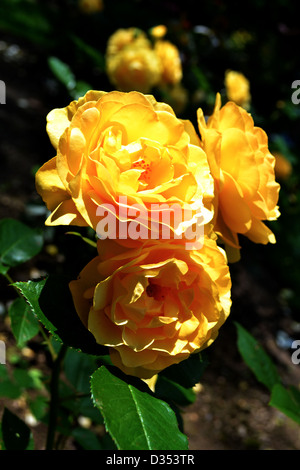 A bright yellow blossoming rose in the garden. Beautiful yellow rose ...