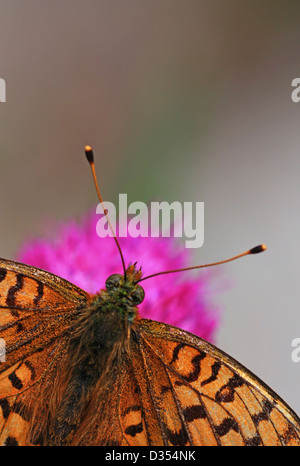 Lesser Spotted Fritillary (Melitaea trivia Stock Photo - Alamy