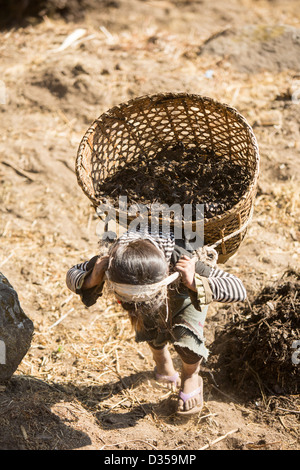 A young girl carrying loads of Oxen muck to fertilize terraces in Nepal ...