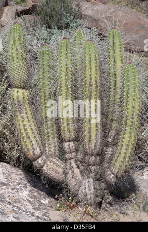 Over 20 var. cacti grow in Atacama desert Chile South America Stock ...