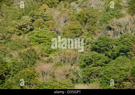 Japanese deciduous forest canopy as seen from above in summer in Osaka ...