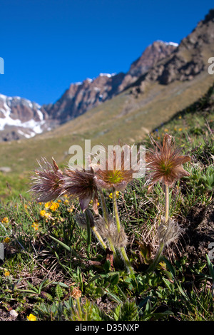 Alpine mountain flowers, blooming meadow with different herbs, Alps ...