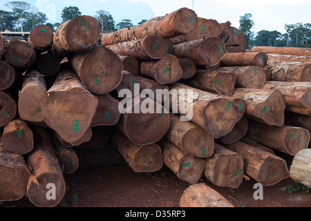 CONGO, 27th Sept 2012: Tree trunks in a logging concession's timber ...