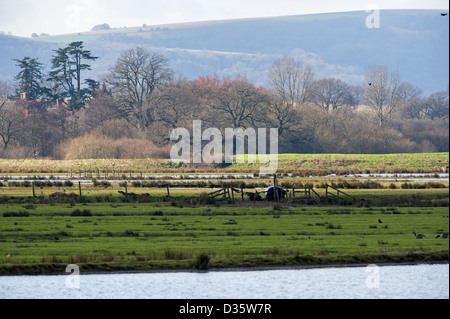 View across Pulborough Brooks RSPB Nature Reserve in West Sussex UK ...