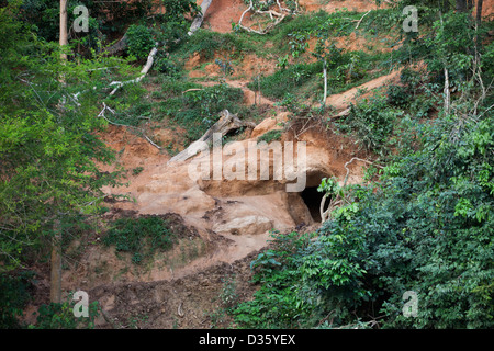 Elephant at a salt lick Stock Photo - Alamy