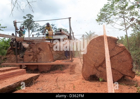 CAMEROON, 2nd October 2012: A logging truck carrying high value ...