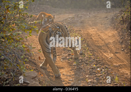 Two tigers on a forest ttrack on a winter morning in Ranthambore ...