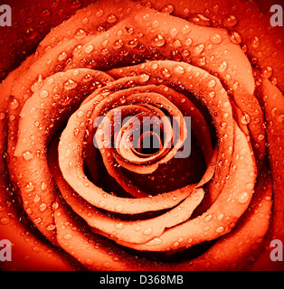Beautiful red rose with drops of dew, on light background. Place for ...