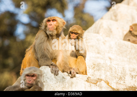 Monkeys at Pashupatinath Temple, a Hindu temple of Lord Shiva located ...