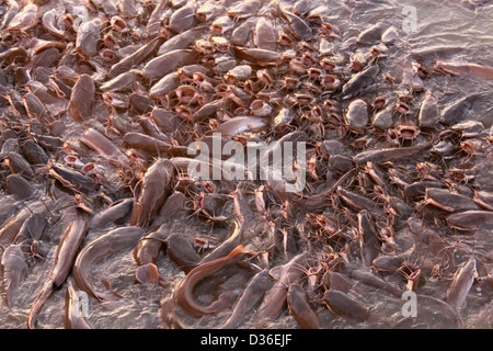 Cluster of catfish Gadi Sagar Lake Jaisalmer Western Rajasthan India ...