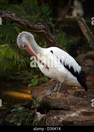 Pelican profile showing the pouched beak. Bali zoo. Indonesia Stock ...